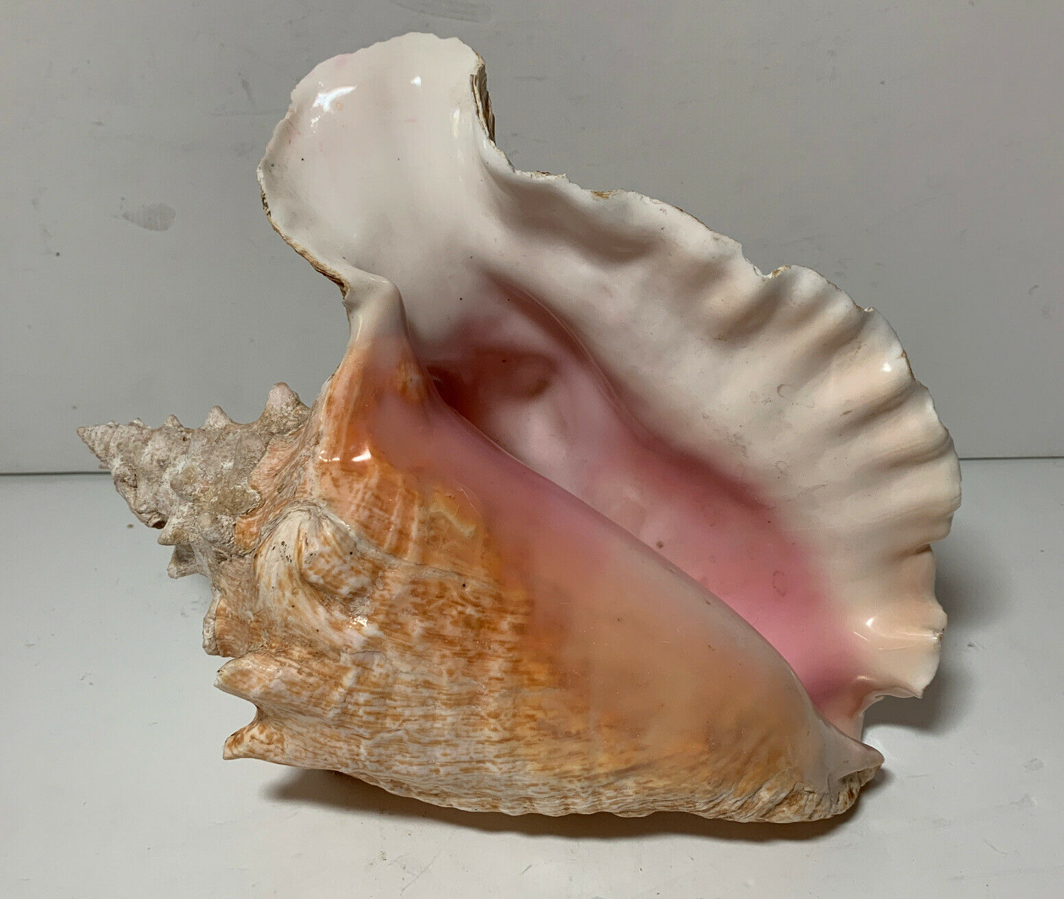 Queen Conch Sea Shell 10” Beach Decor Harvest Hole | Autographia