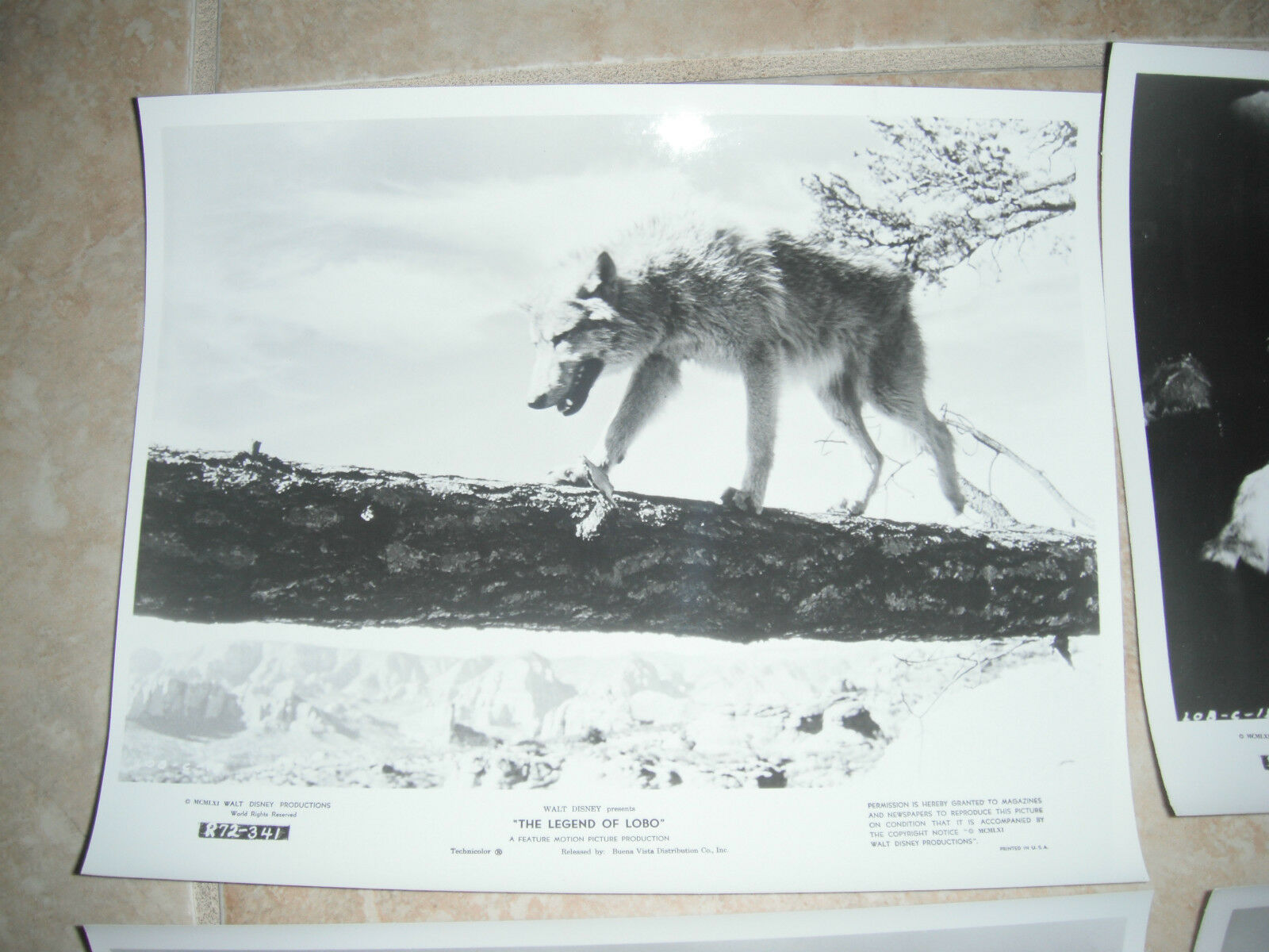 The Legend of Lobo Disney Wolf B&W 8x10 Promo Photo Original Lobby 1962 ...
