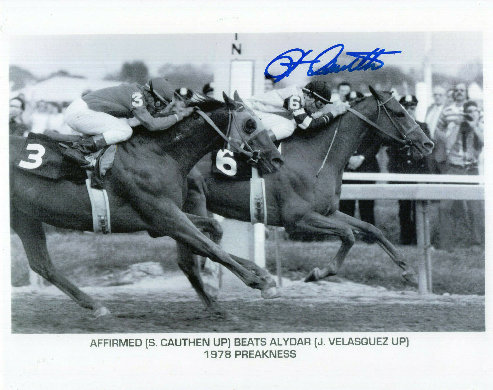 STEVE CAUTHEN HAND SIGNED 8x10 PHOTO+COA AFFIRMED JOCKEY 1978 PREAKNESS ...